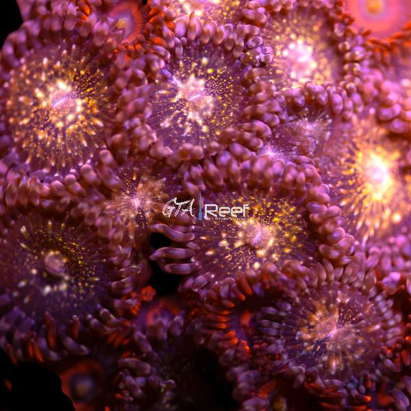 Pandora Paly Coral – Vibrant Palythoa Frag | GTA Reef Toronto – GTA Reef Inc.