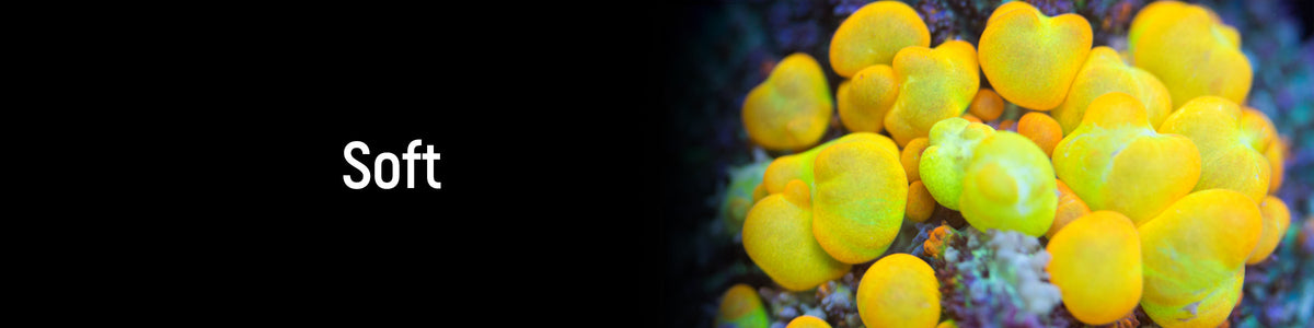 Soft Corals for Sale – Vibrant & Easy-Care Corals | GTA Reef – GTA Reef ...