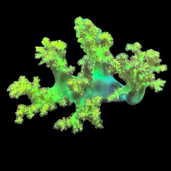 Neon Green Nepthea (RARE) - Large Colony – GTA Reef Inc.