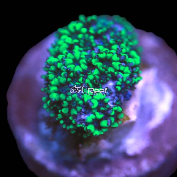 Sympodium Coral – Vibrant Blue Soft Coral | GTA Reef – GTA Reef Inc.