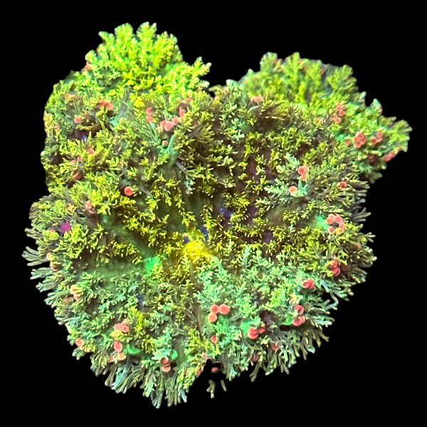 Hell fire Anemone – GTA Reef Inc.