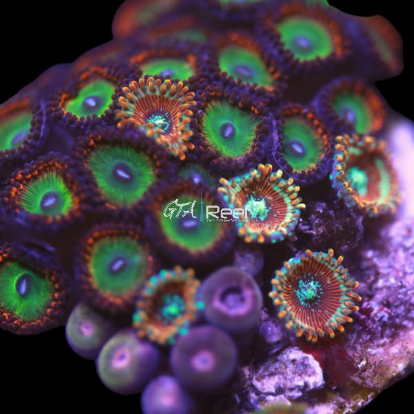 Orange Green Eye Monster Zoas – High-Contrast Zoanthids – GTA Reef Inc.