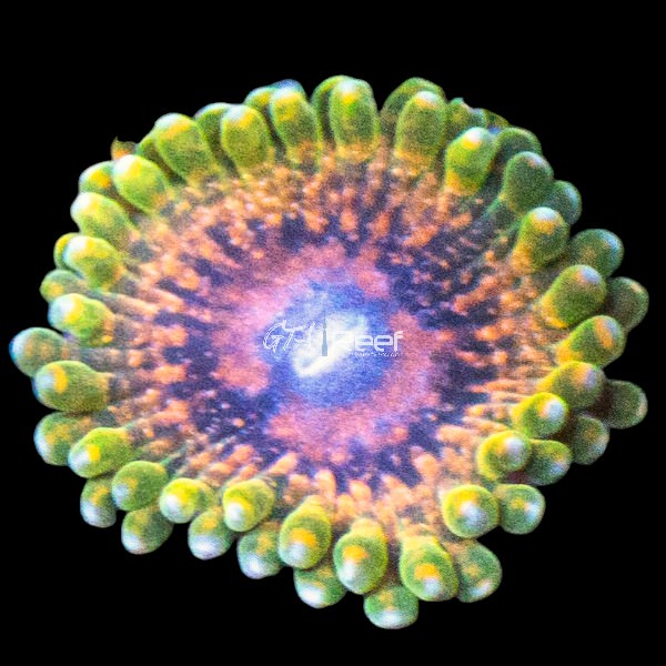 Grand Master Krak Zoanthids (GMK) – Premium Coral Frags | GTA Reef ...