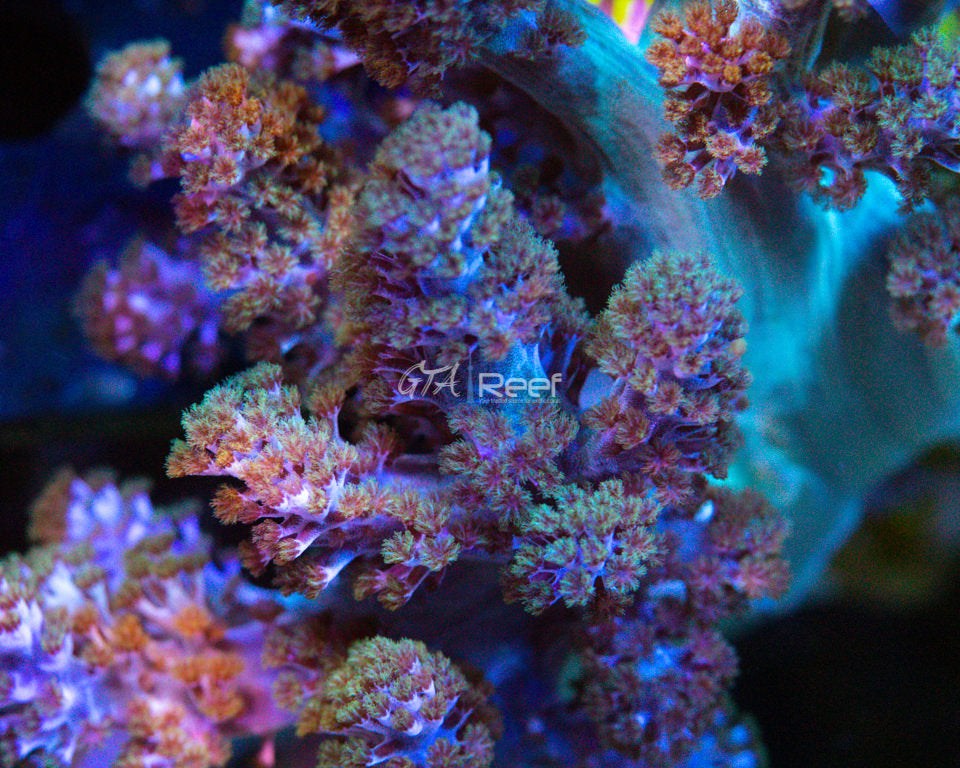 Avatar Kenya – GTA Reef Inc.