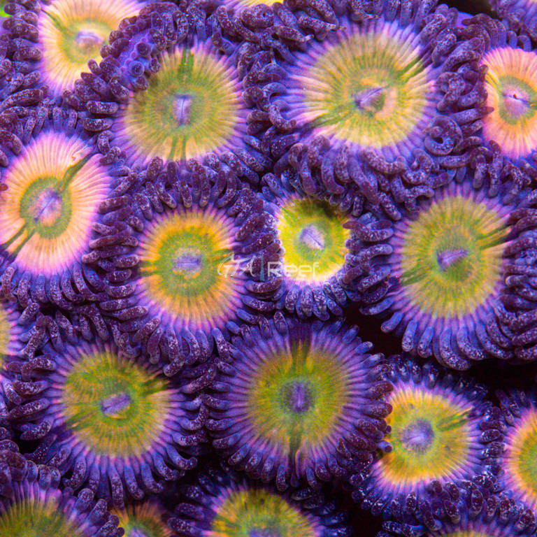 Rainbow Infusion Zoas – GTA Reef Inc.