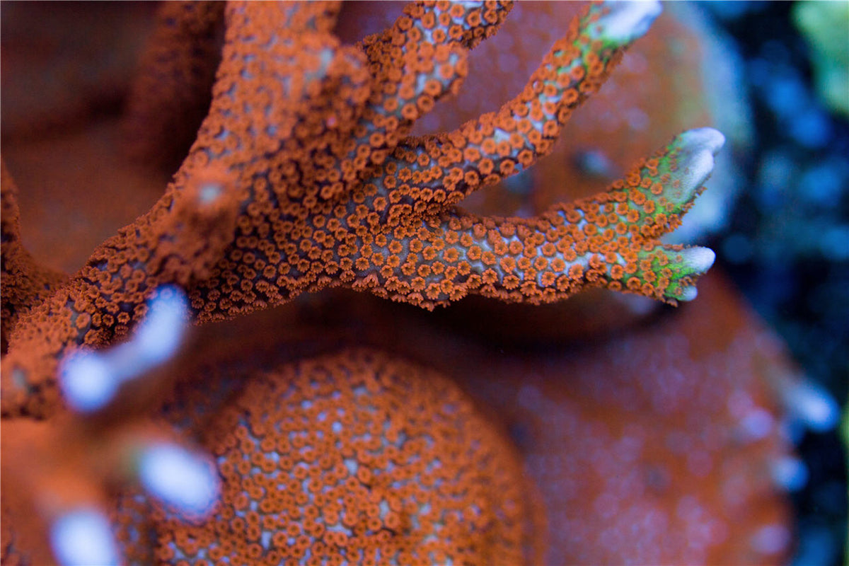 Forest Fire Digi (Montipora digitata) – Vibrant SPS Coral Frag | GTA ...